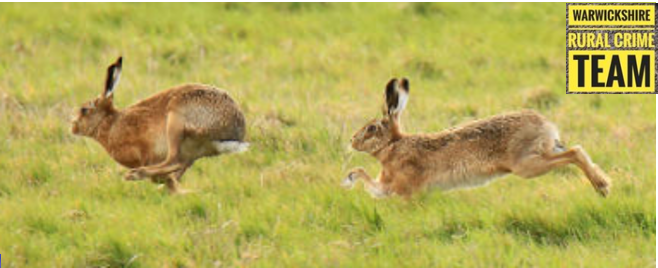 Hare Coursing -Please Report – Warwickshire Rural Watch